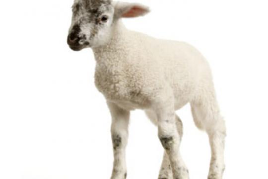 Ik heb Q-koorts | Thuisarts.nl