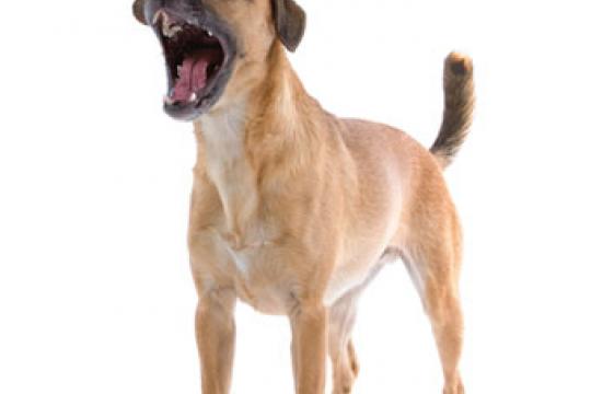 Bijtwond | Thuisarts